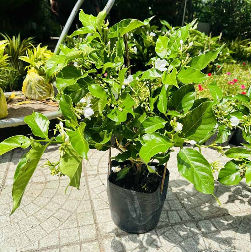 Lài Tây - Cảnh Quan Xanh Việt Nam